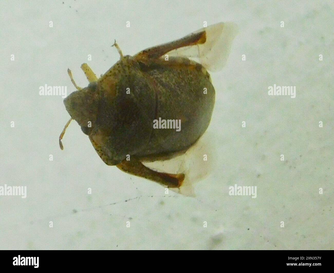 Jewel Bugs (Scutelleridae) Insecta Stock Photo - Alamy