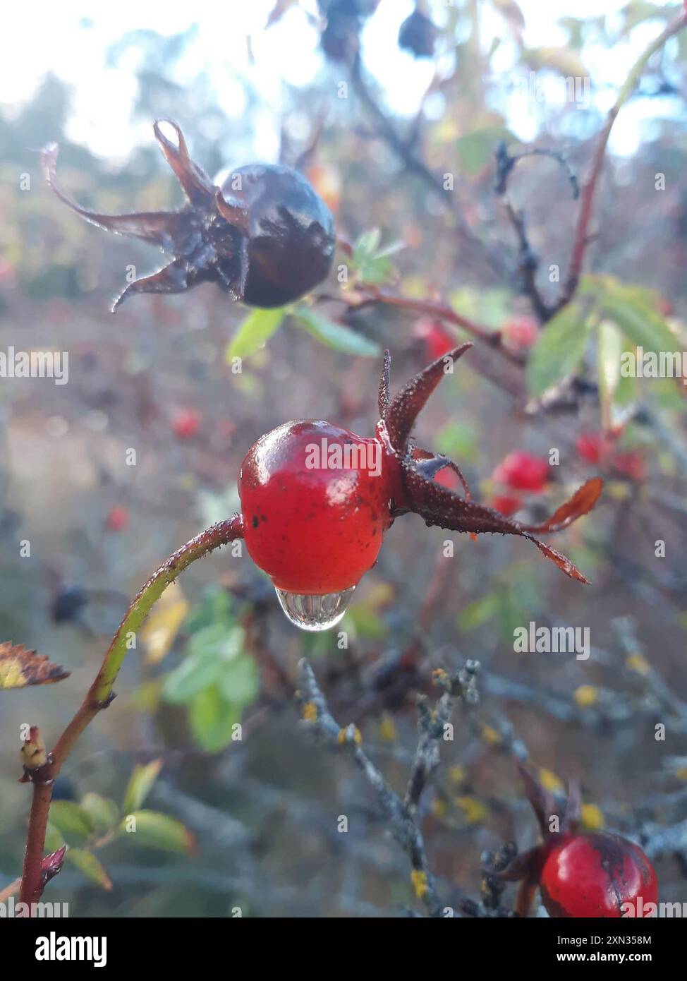 Nootka rose (Rosa nutkana) Plantae Stock Photo - Alamy
