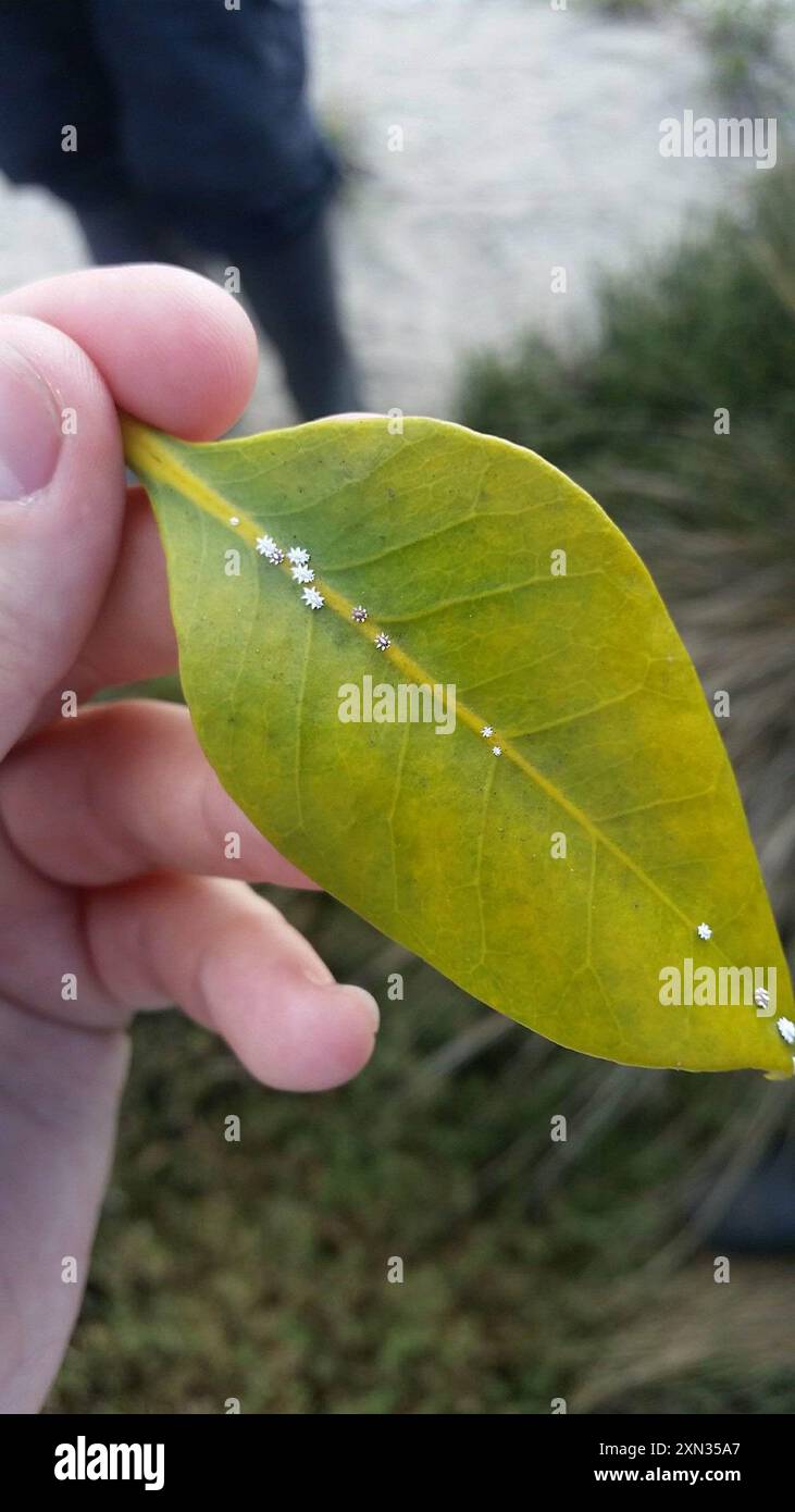 Chinese Wax Scale (Ceroplastes sinensis) Insecta Stock Photo - Alamy