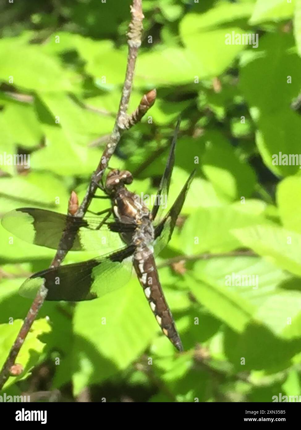 Common Whitetail (Plathemis lydia) Insecta Stock Photo - Alamy