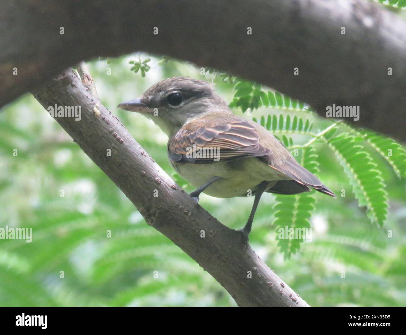 White-winged Becard (Pachyramphus polychopterus) Aves Stock Photo - Alamy
