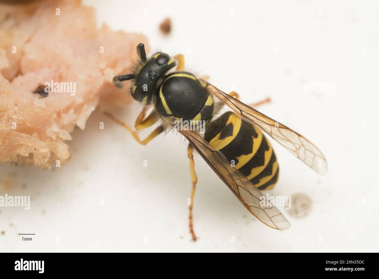 Alaska Yellowjacket (Vespula alascensis) Insecta Stock Photo - Alamy