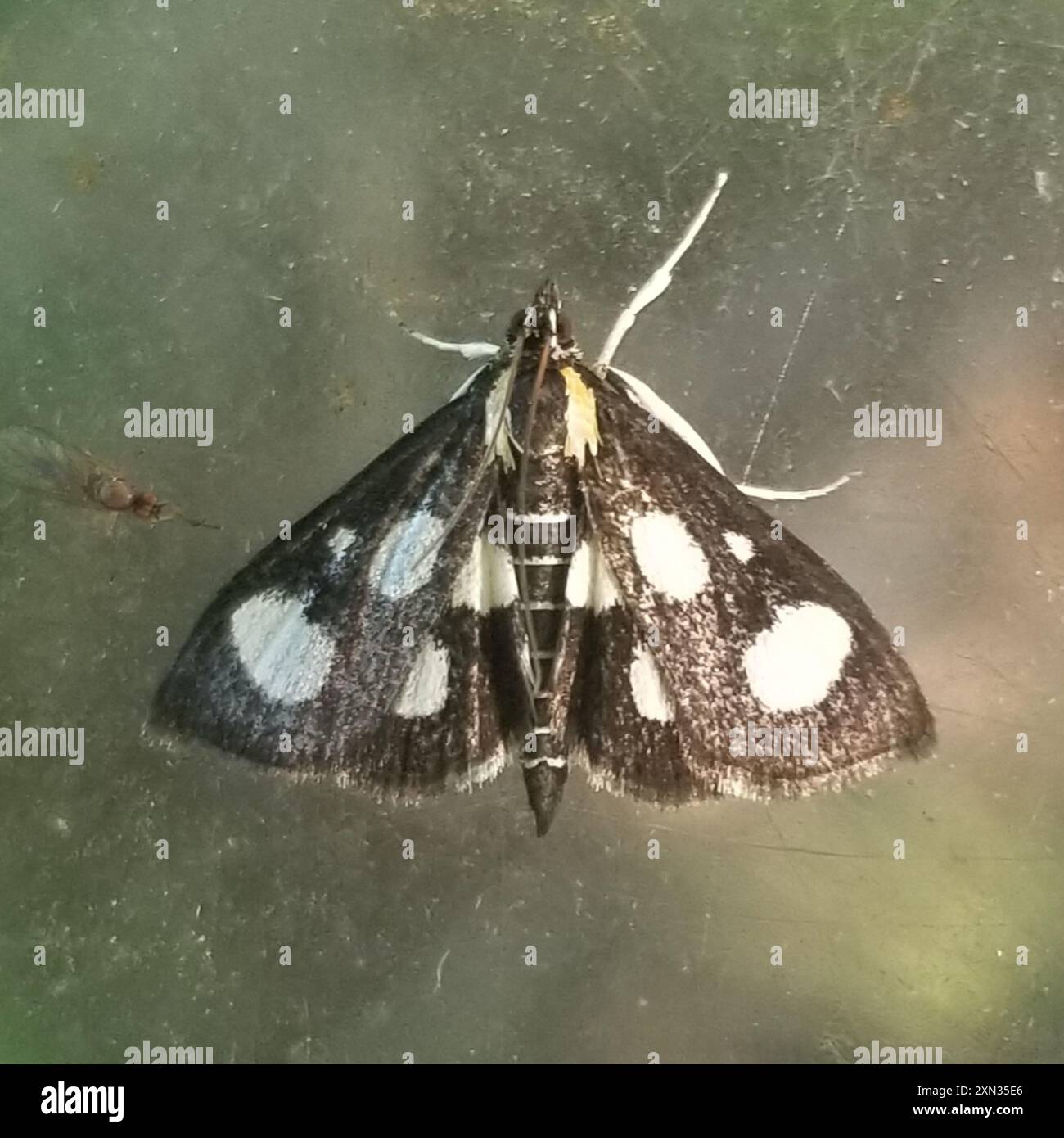 White-spotted Sable (Anania funebris) Insecta Stock Photo - Alamy