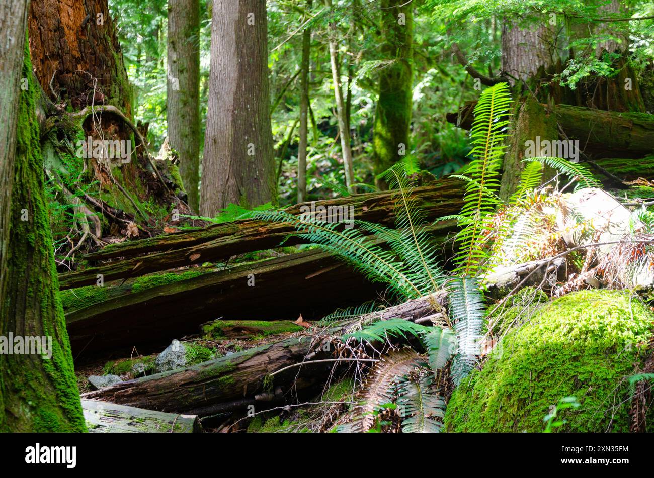 Decaying dead wood and moss covered trees Inside a dense pine tree ...
