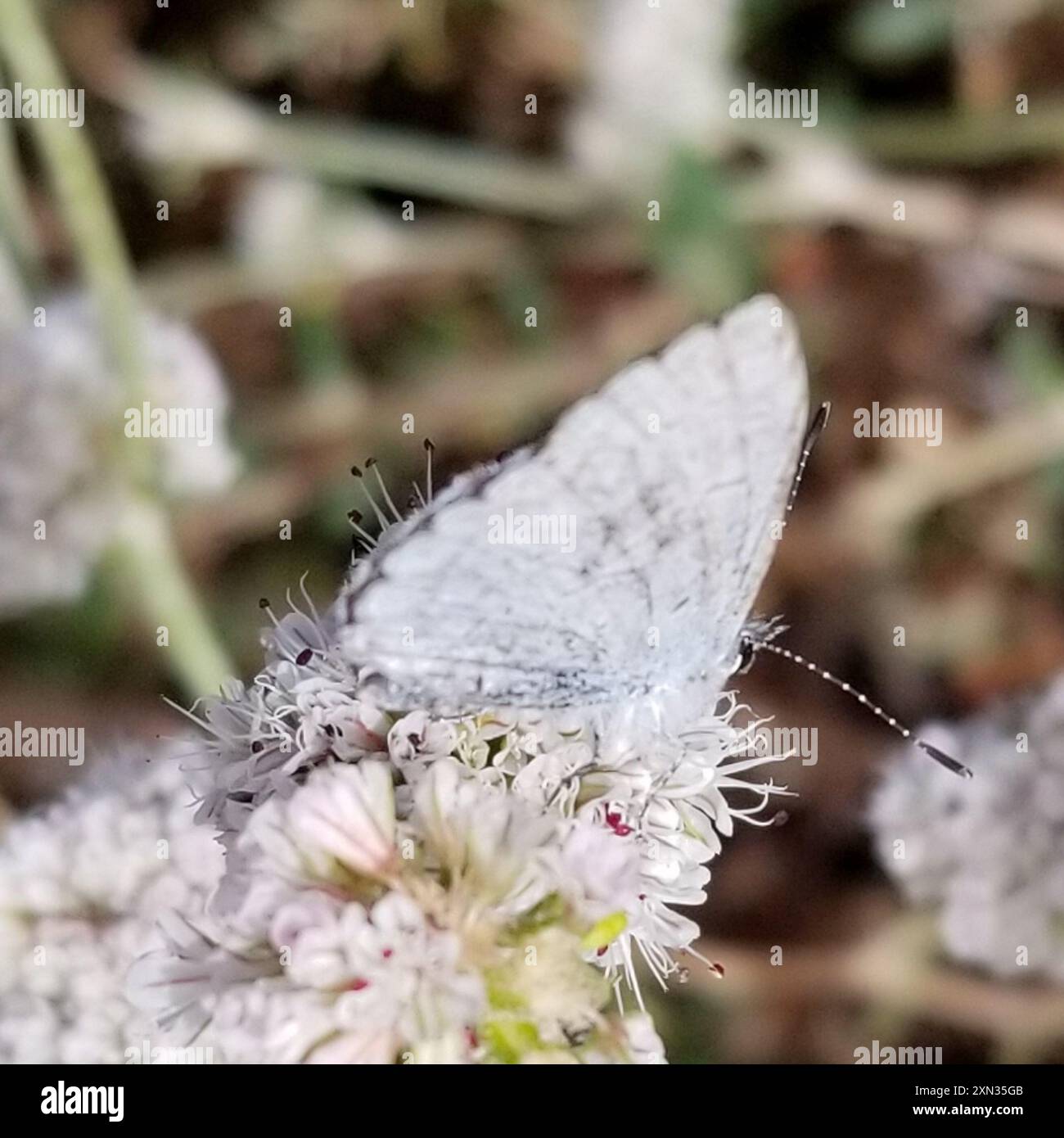Echo Azure (Celastrina echo) Insecta Stock Photo - Alamy