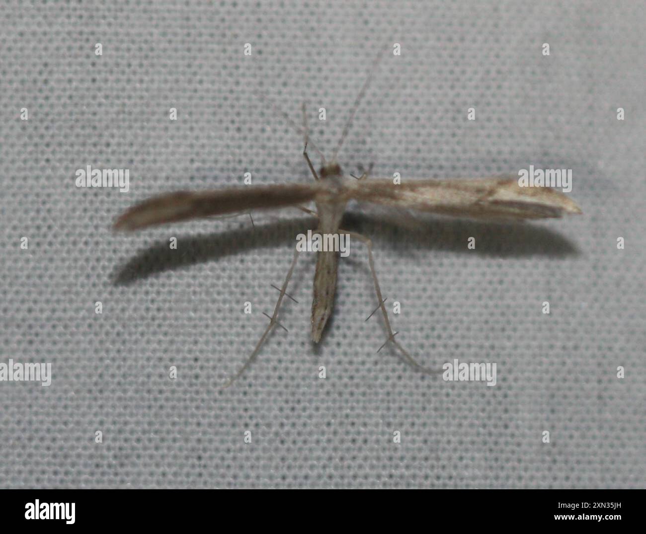 Morning-glory Plume Moth (Emmelina monodactyla) Insecta Stock Photo - Alamy