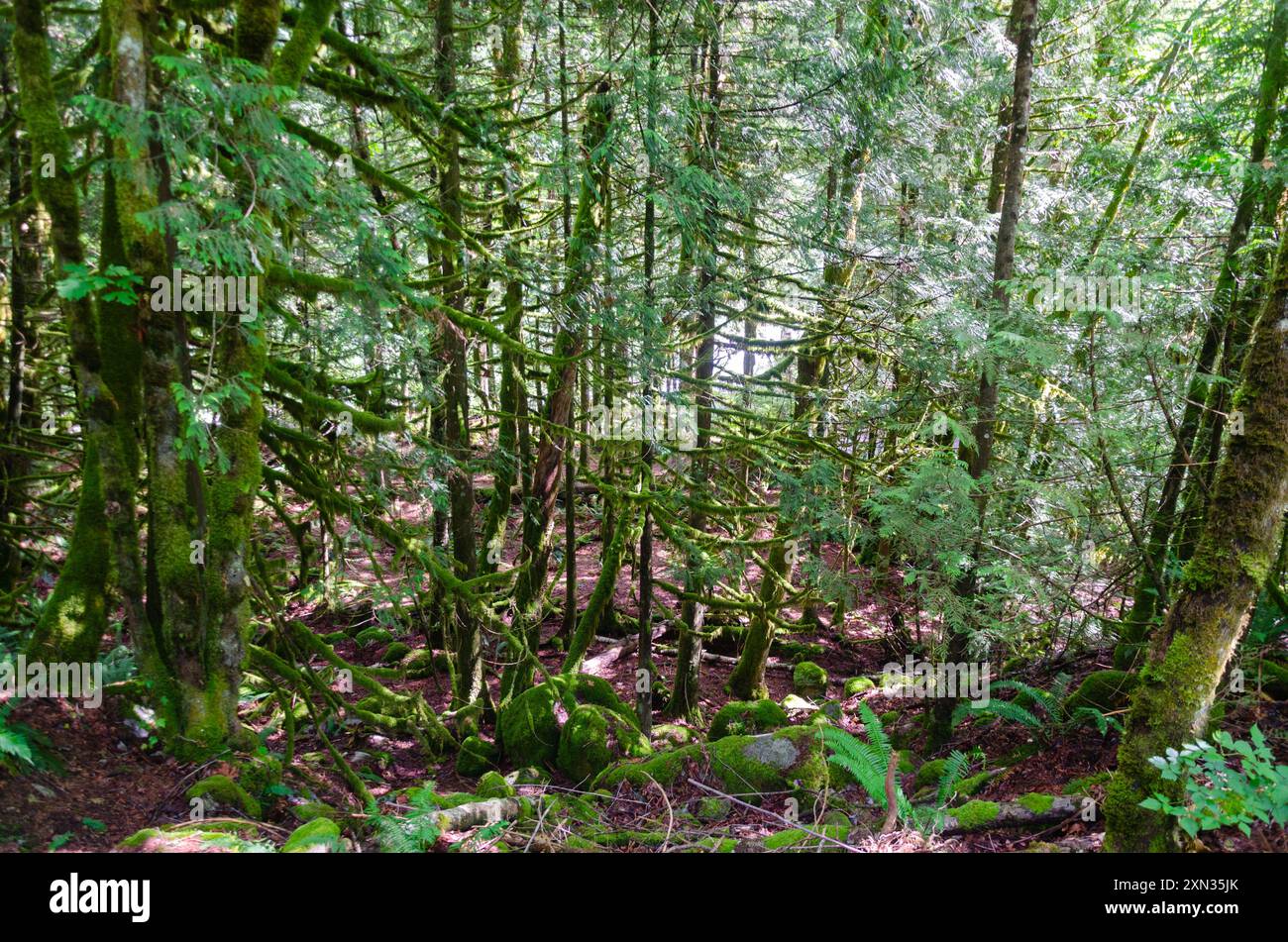 Moss trees in bc forest hi-res stock photography and images - Alamy
