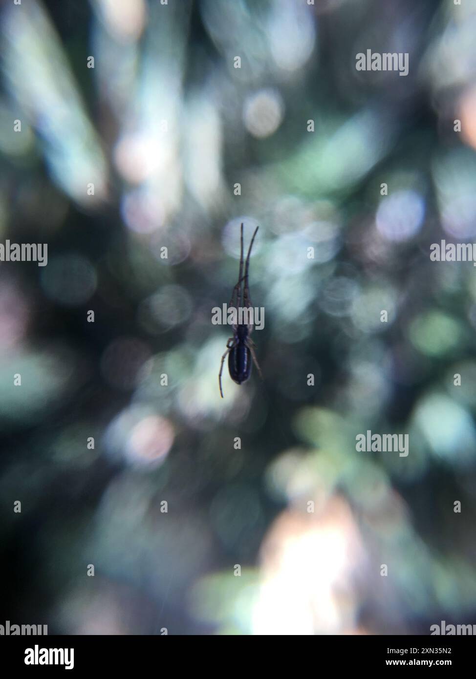 Stretch Spiders (Tetragnatha) Arachnida Stock Photo - Alamy