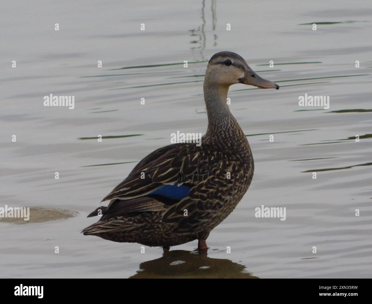 Mottled Duck (Anas fulvigula) Aves Stock Photo - Alamy