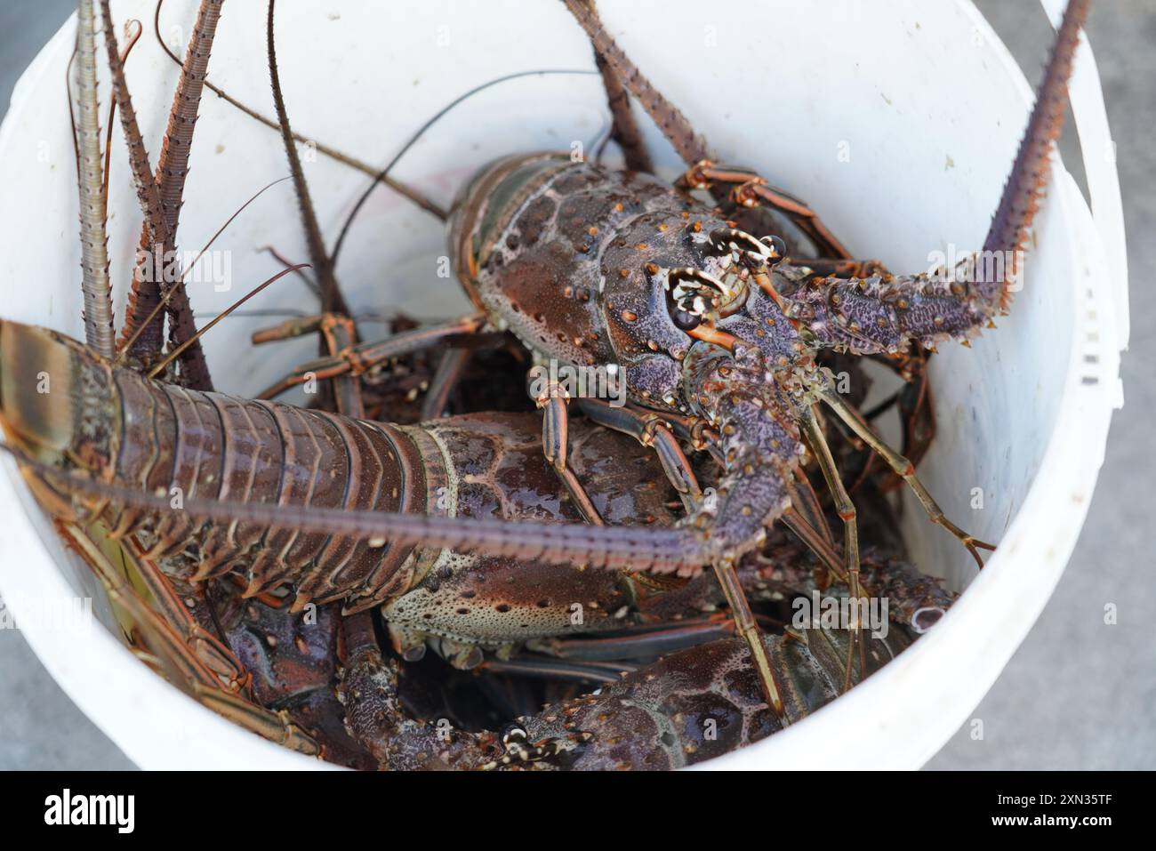 A close-up shot of freshly caught lobsters in a white bucket ...