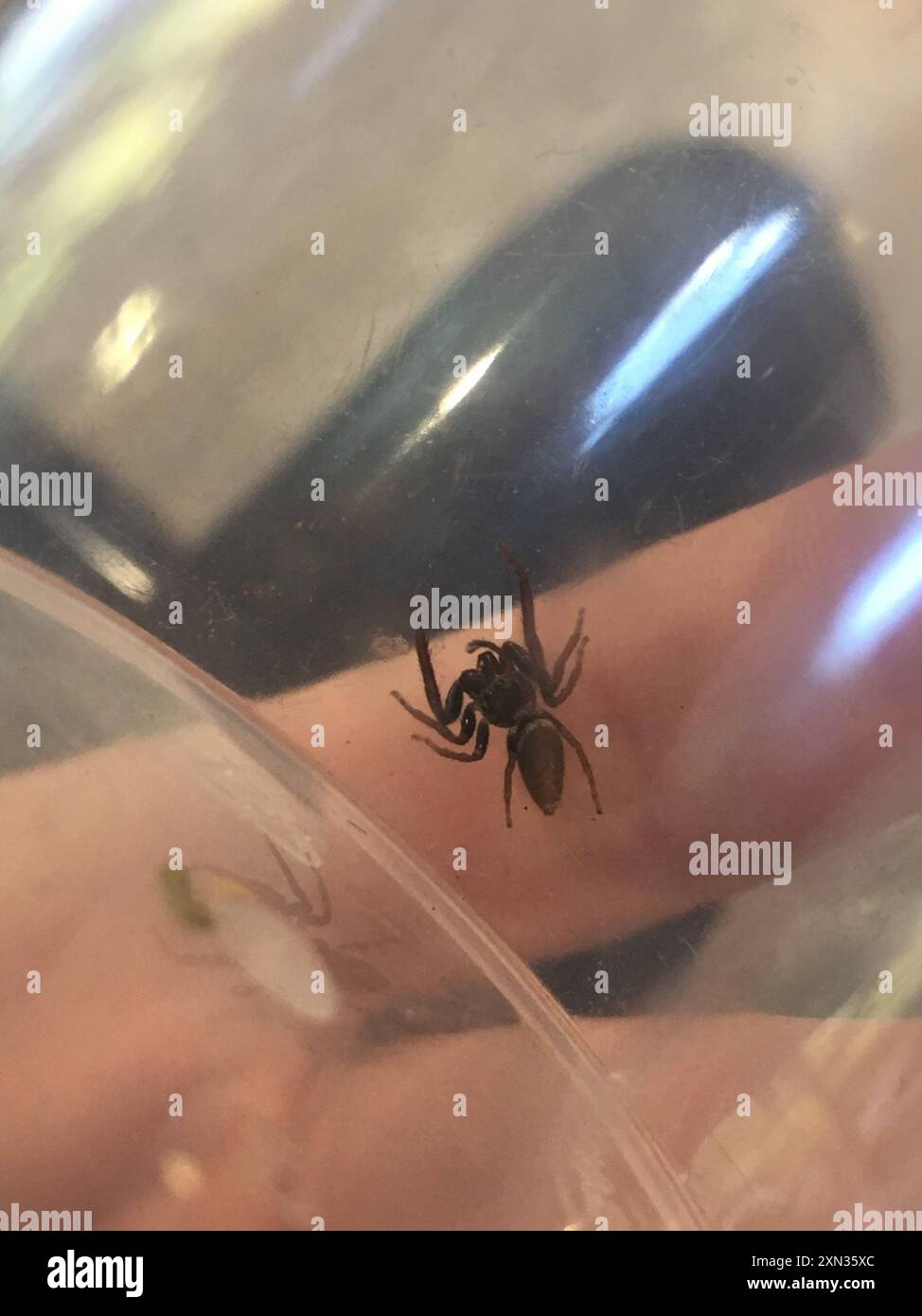 Cyclops Jumping Spider (Opisthoncus polyphemus) Arachnida Stock Photo ...