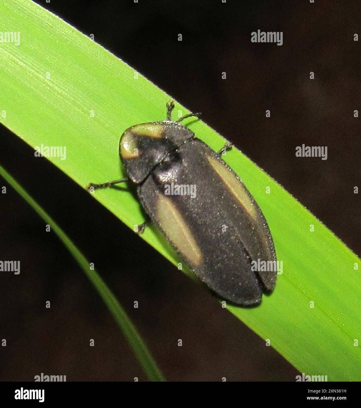 typical fireflies (Lampyrinae) Insecta Stock Photo - Alamy