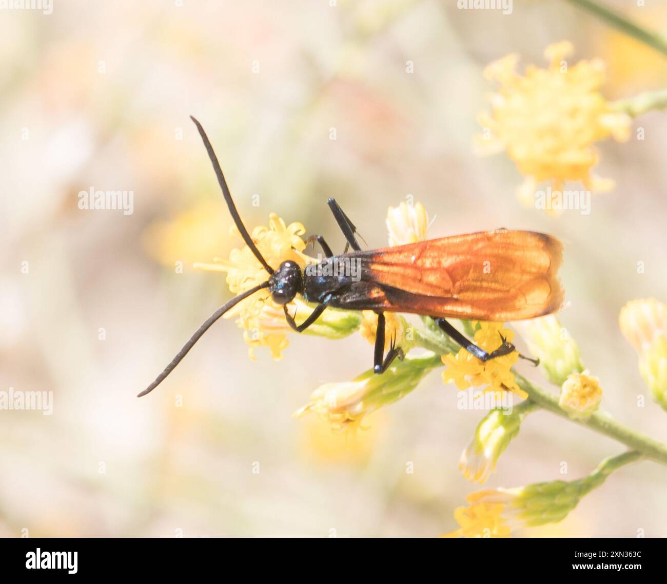 New World Tarantula-hawk Wasps (Pepsis) Insecta Stock Photo - Alamy