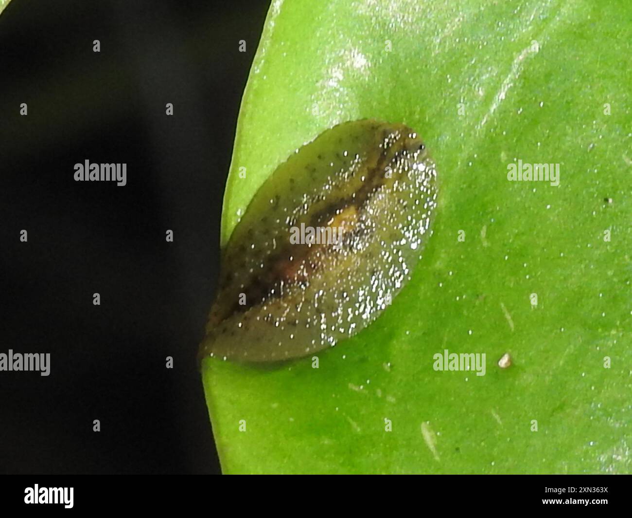 Leaf-veined Slugs (Athoracophoridae) Mollusca Stock Photo - Alamy