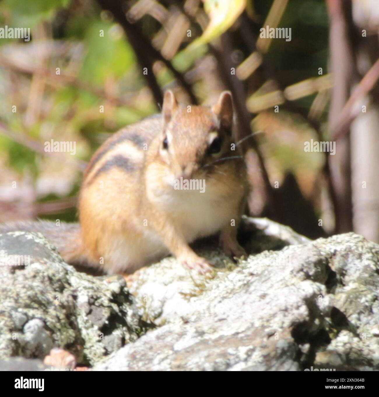 Eastern Chipmunk (Tamias striatus) Mammalia Stock Photo - Alamy