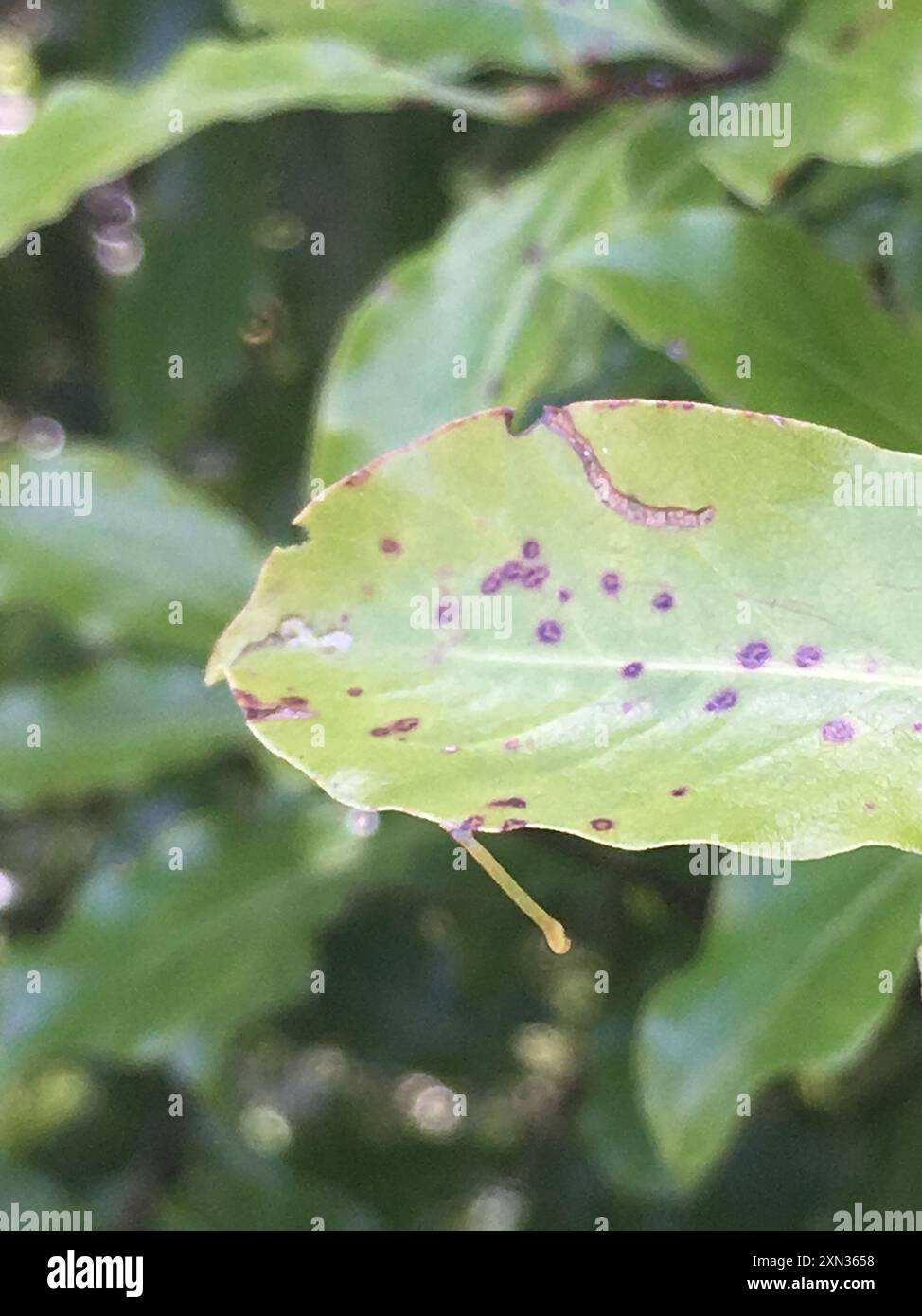Geometer Moths (Geometridae) Insecta Stock Photo - Alamy