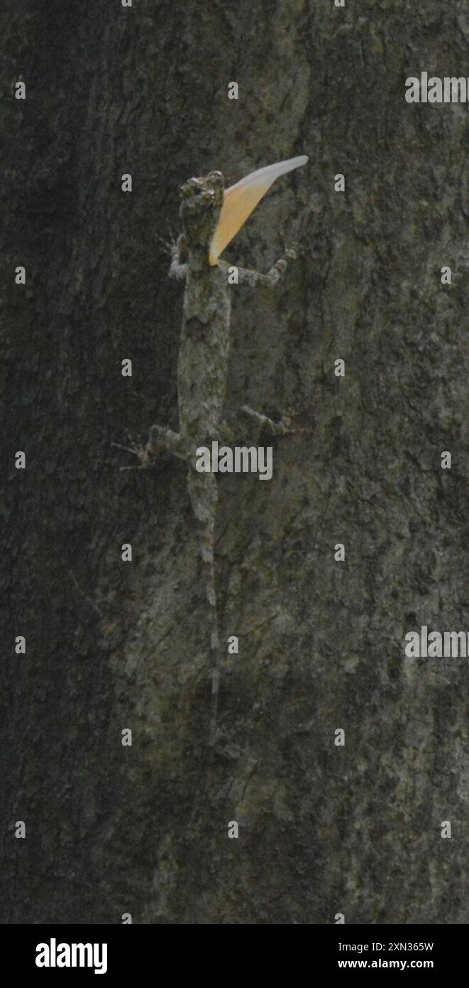 Orange-winged Flying Lizard (Draco maculatus) Reptilia Stock Photo - Alamy