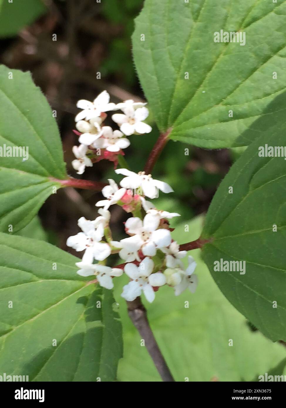 squashberry (Viburnum edule) Plantae Stock Photo - Alamy
