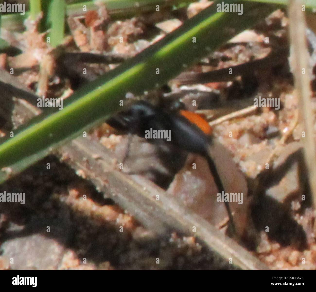 Red-spotted Ant-mimic Sac Spider (Castianeira descripta) Arachnida ...