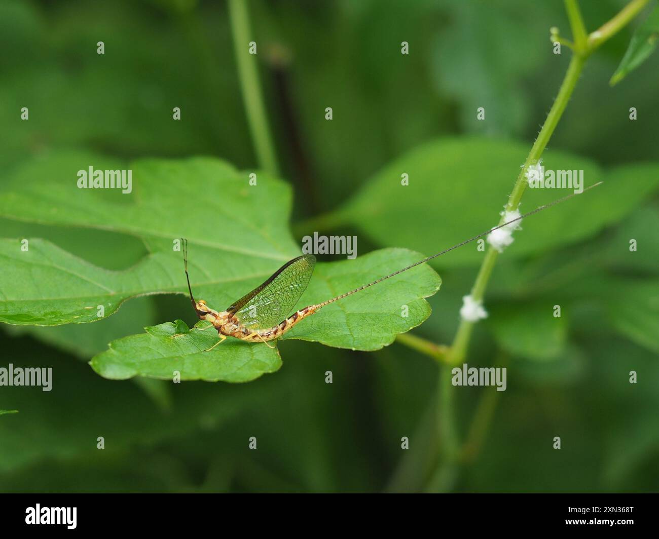 Giant Mayfly (Hexagenia limbata) Insecta Stock Photo - Alamy