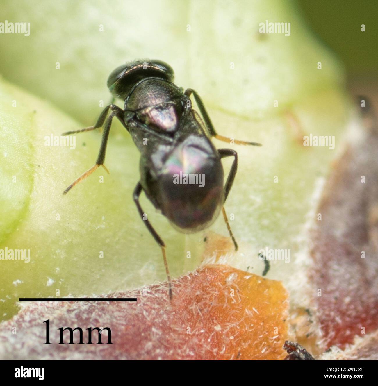 Encyrtidae hi-res stock photography and images - Alamy