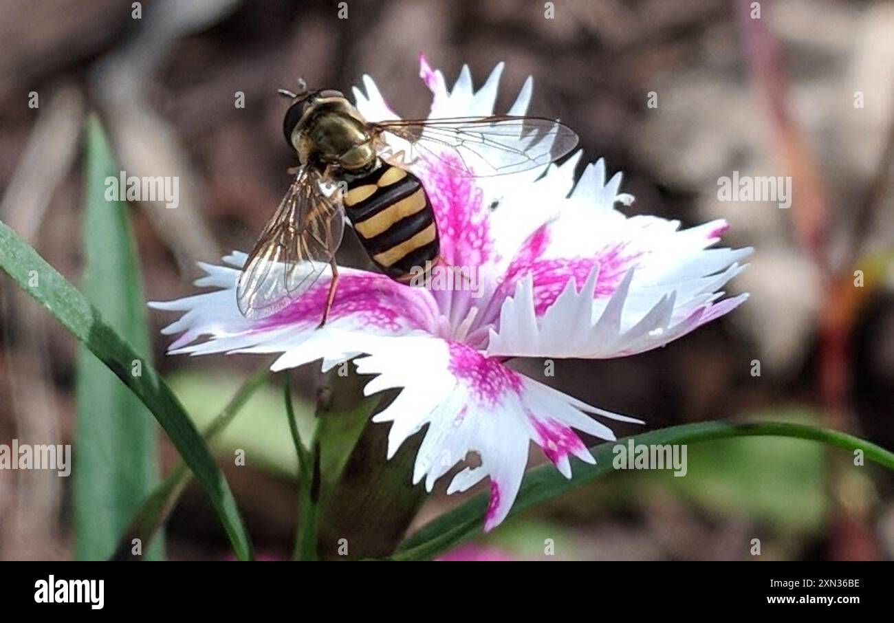 Long-tailed Aphideater Complex (Eupeodes americanus) Insecta Stock ...