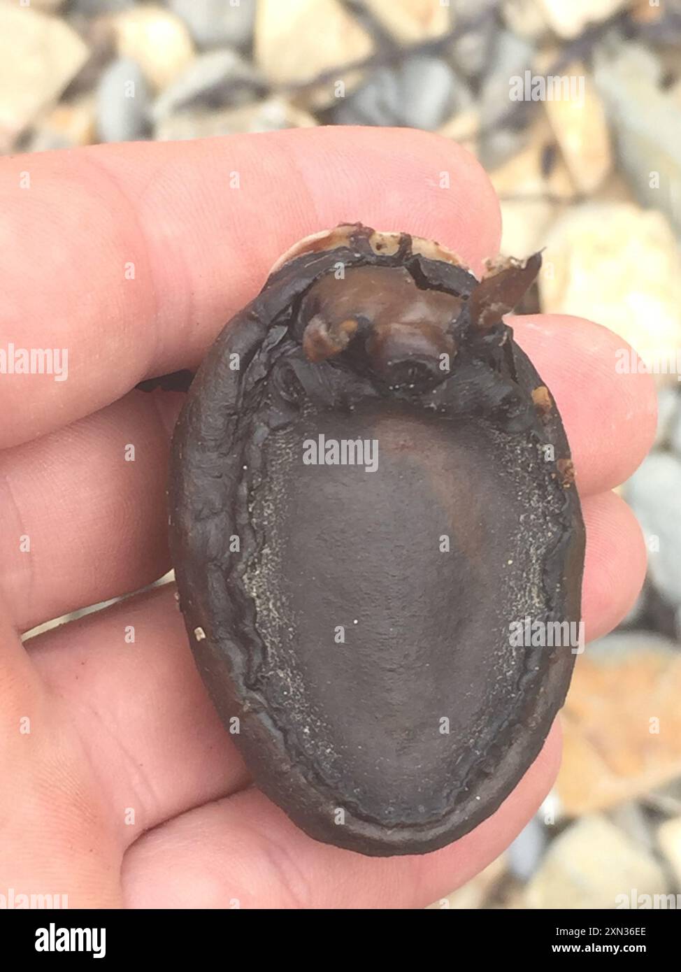 Shield Shell (Scutus breviculus) Mollusca Stock Photo - Alamy
