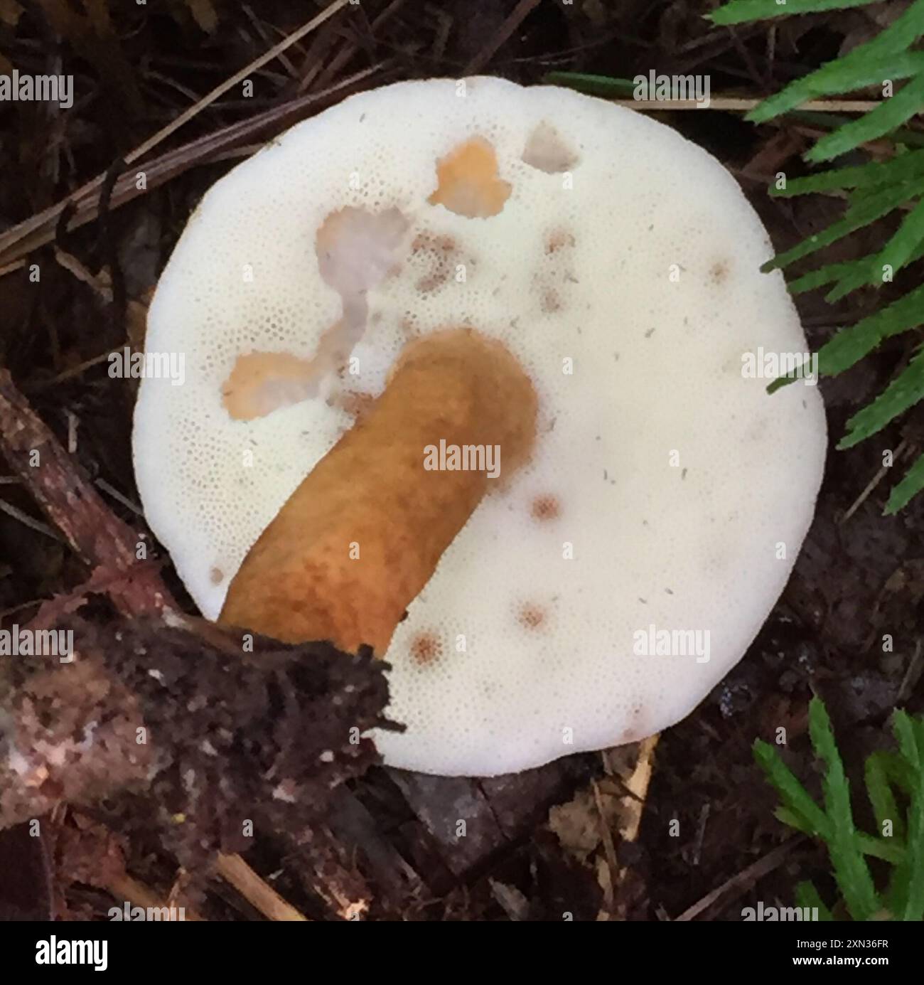 Chestnut Bolete (Gyroporus castaneus) Fungi Stock Photo - Alamy