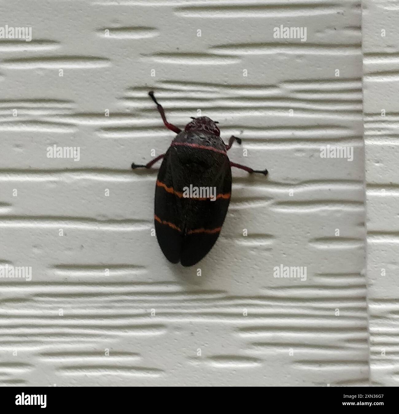 Two-lined Spittlebug (Prosapia bicincta) Insecta Stock Photo - Alamy