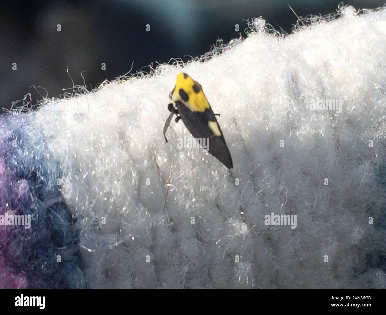 Mexican treehopper hi-res stock photography and images - Alamy