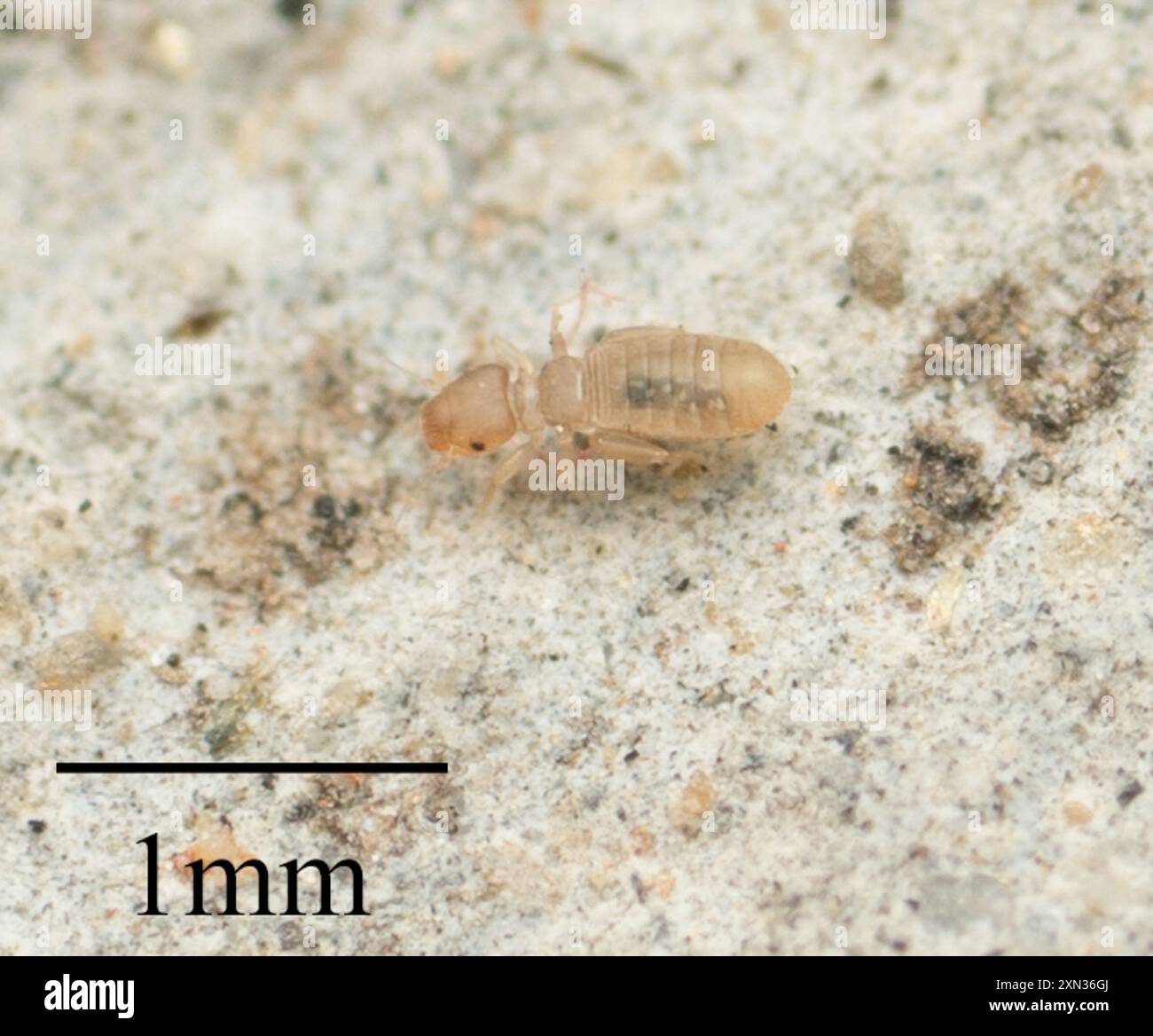 Barklice, Booklice, and Parasitic Lice (Psocodea) Insecta Stock Photo ...