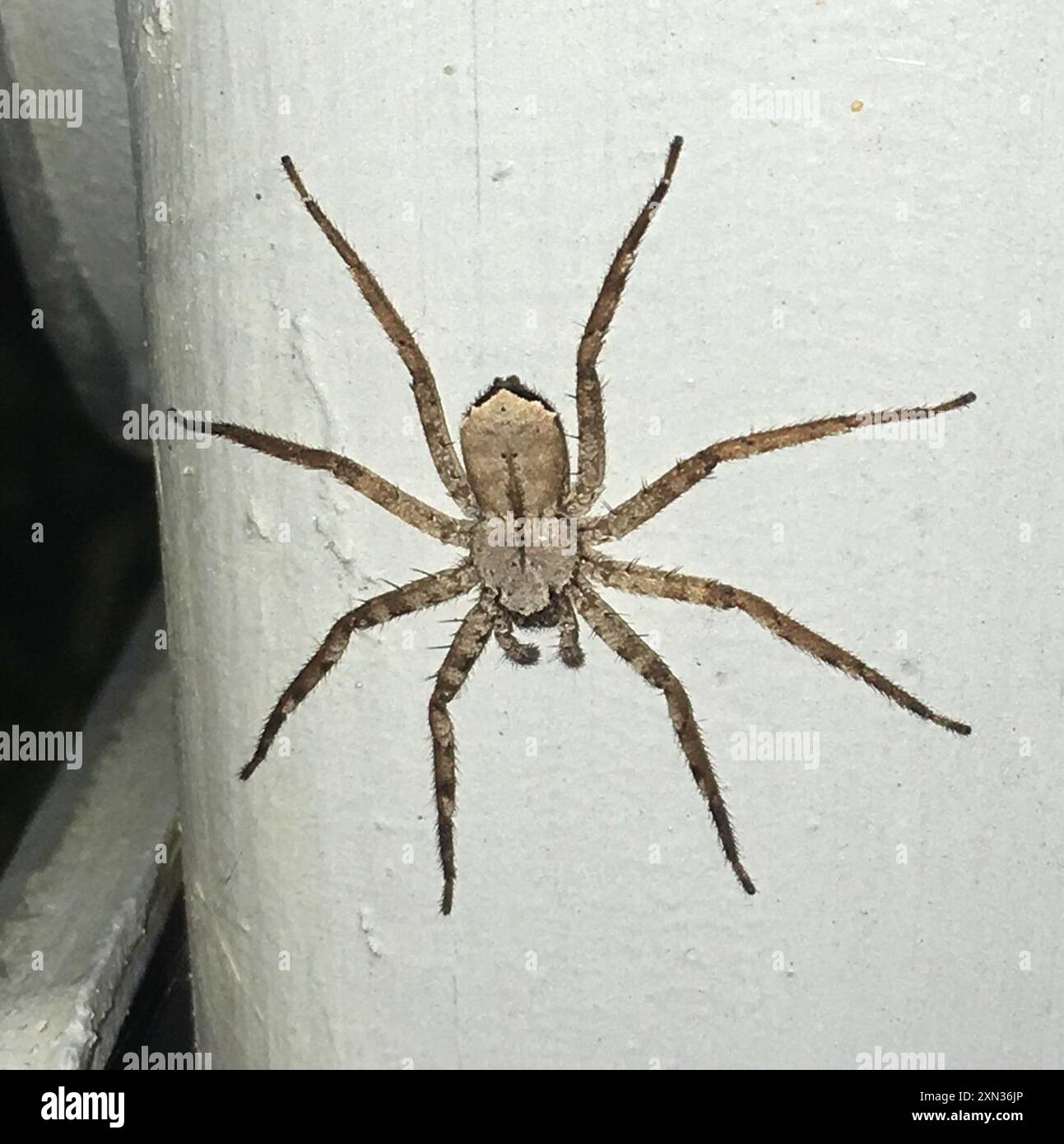 (Selenops submaculosus) Arachnida Stock Photo - Alamy