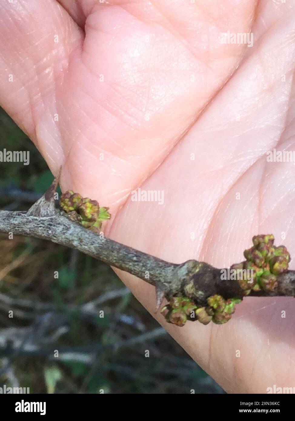 common prickly ash (Zanthoxylum americanum) Plantae Stock Photo - Alamy