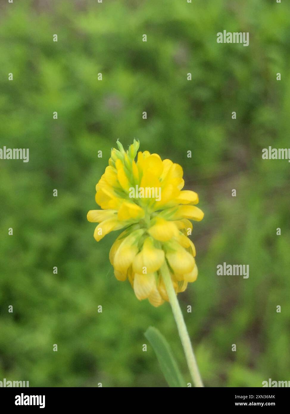 large hop clover (Trifolium aureum) Plantae Stock Photo - Alamy