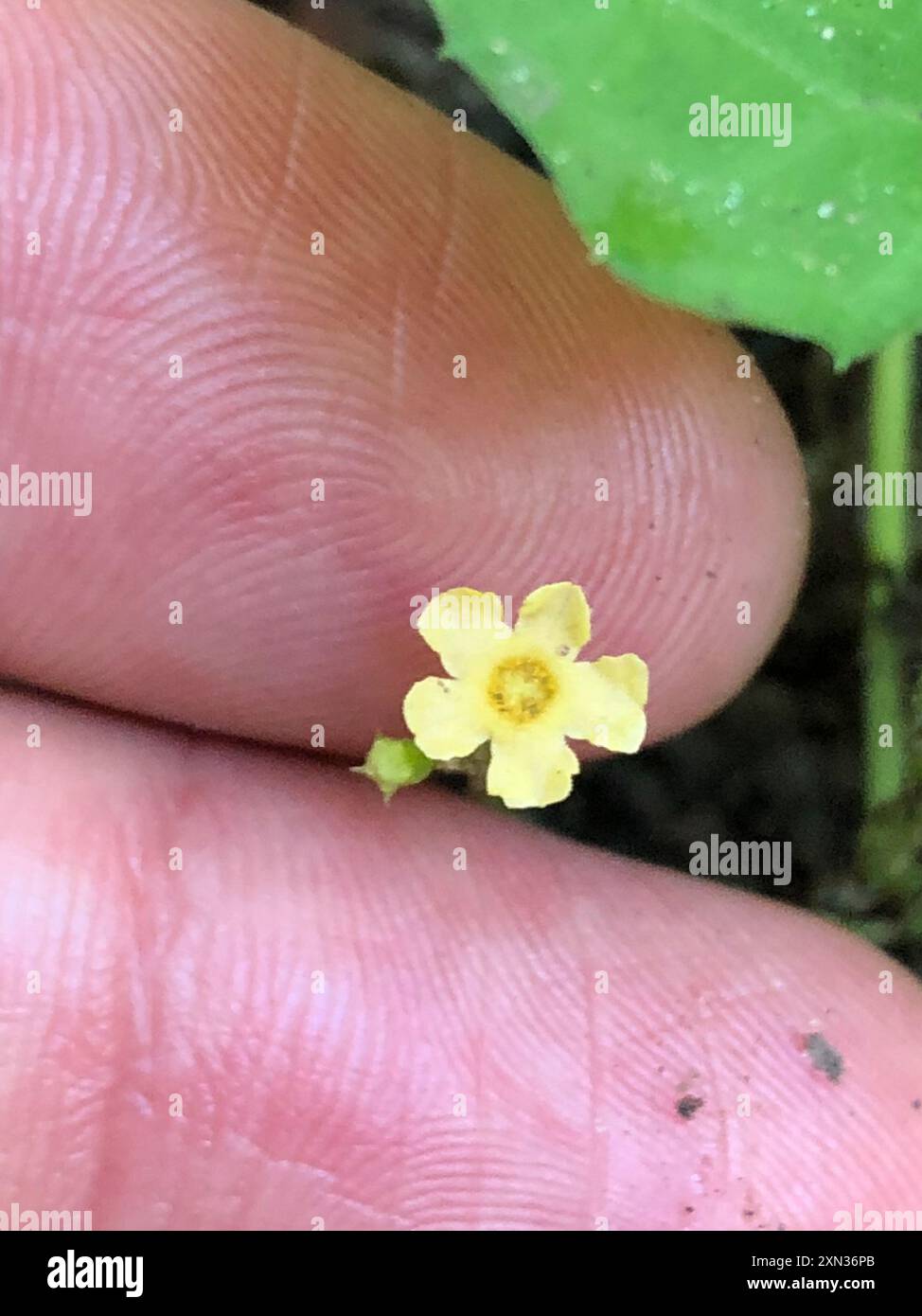creeping cucumber (Melothria pendula) Plantae Stock Photo - Alamy