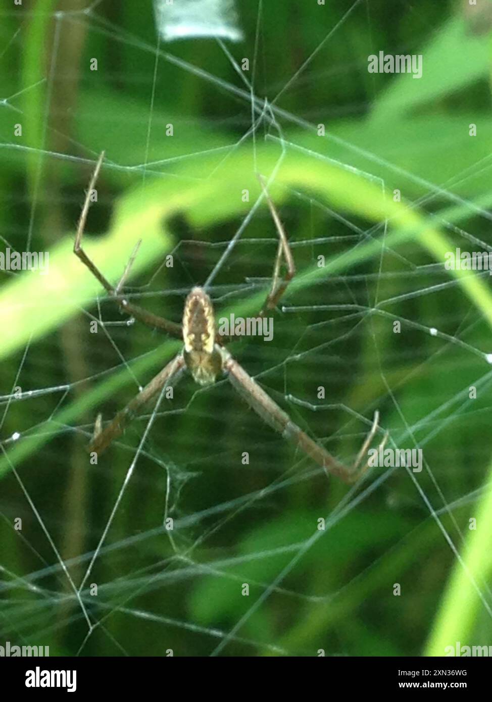 Yellow Garden Spider (Argiope aurantia) Arachnida Stock Photo - Alamy