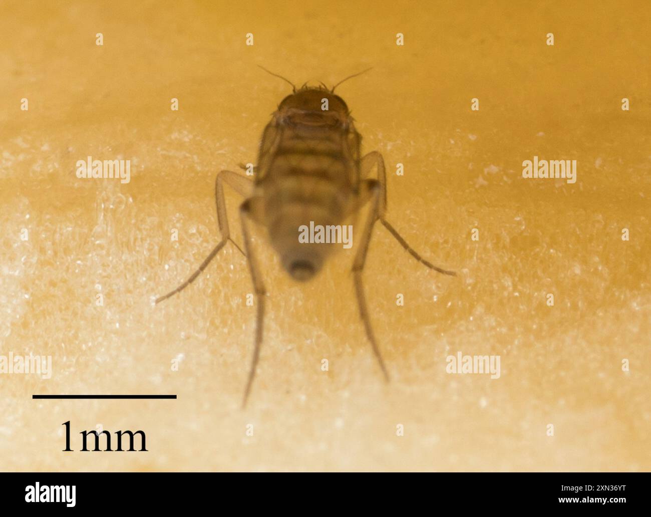 Scaled Hump-backed Fly (Megaselia scalaris) Insecta Stock Photo - Alamy