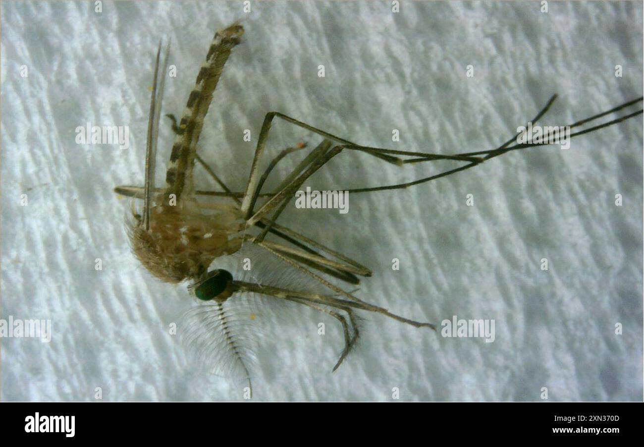 Common house mosquito (Culex pipiens) Insecta Stock Photo - Alamy