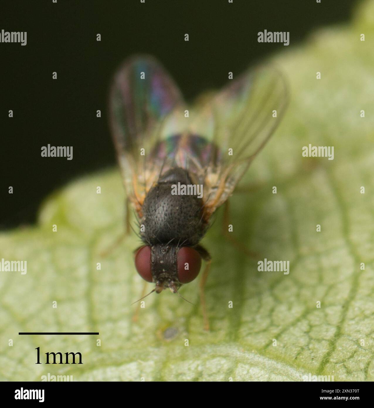 Acalyptrate Flies (Acalyptratae) Insecta Stock Photo - Alamy