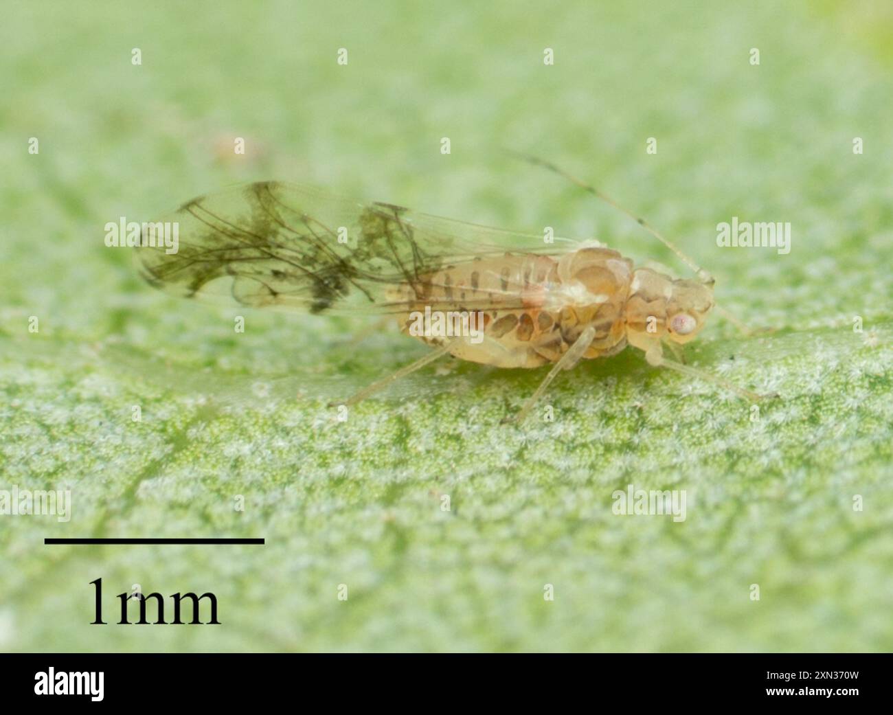 Regular Oak Aphid (Neomyzocallis punctata) Insecta Stock Photo - Alamy