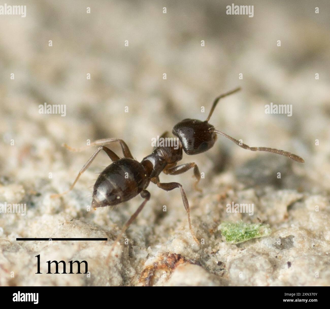 Brachymyrmex patagonicus hi-res stock photography and images - Alamy