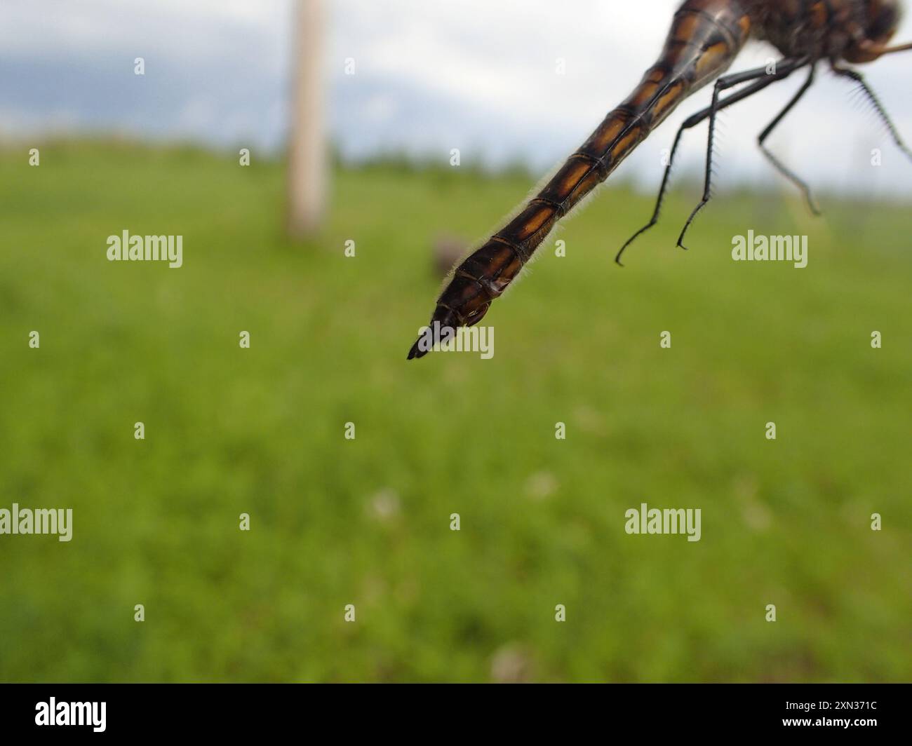 Beaverpond Baskettail (Epitheca canis) Insecta Stock Photo - Alamy