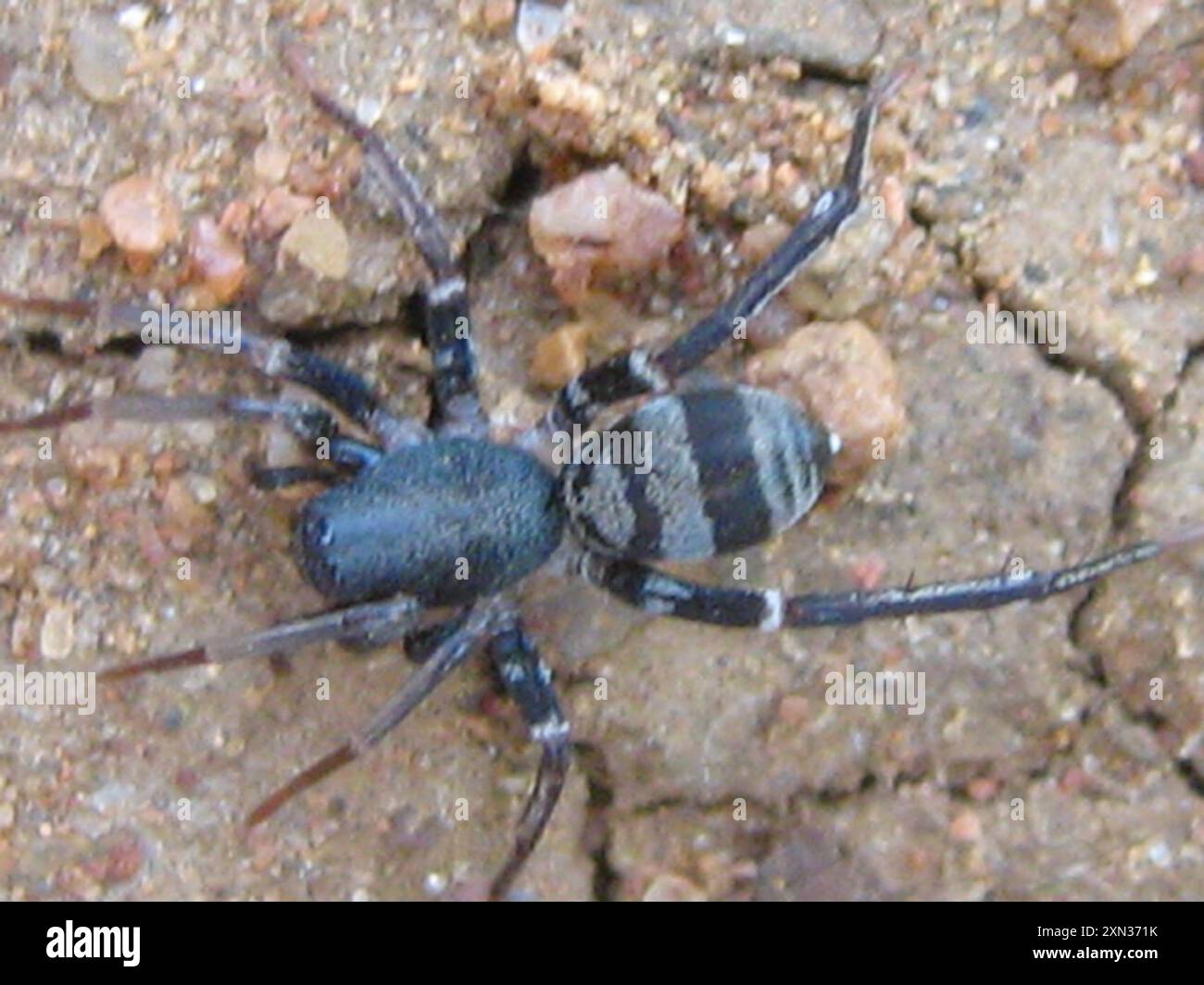 Ground and Ant-mimic Sac Spiders (Corinnidae) Arachnida Stock Photo - Alamy