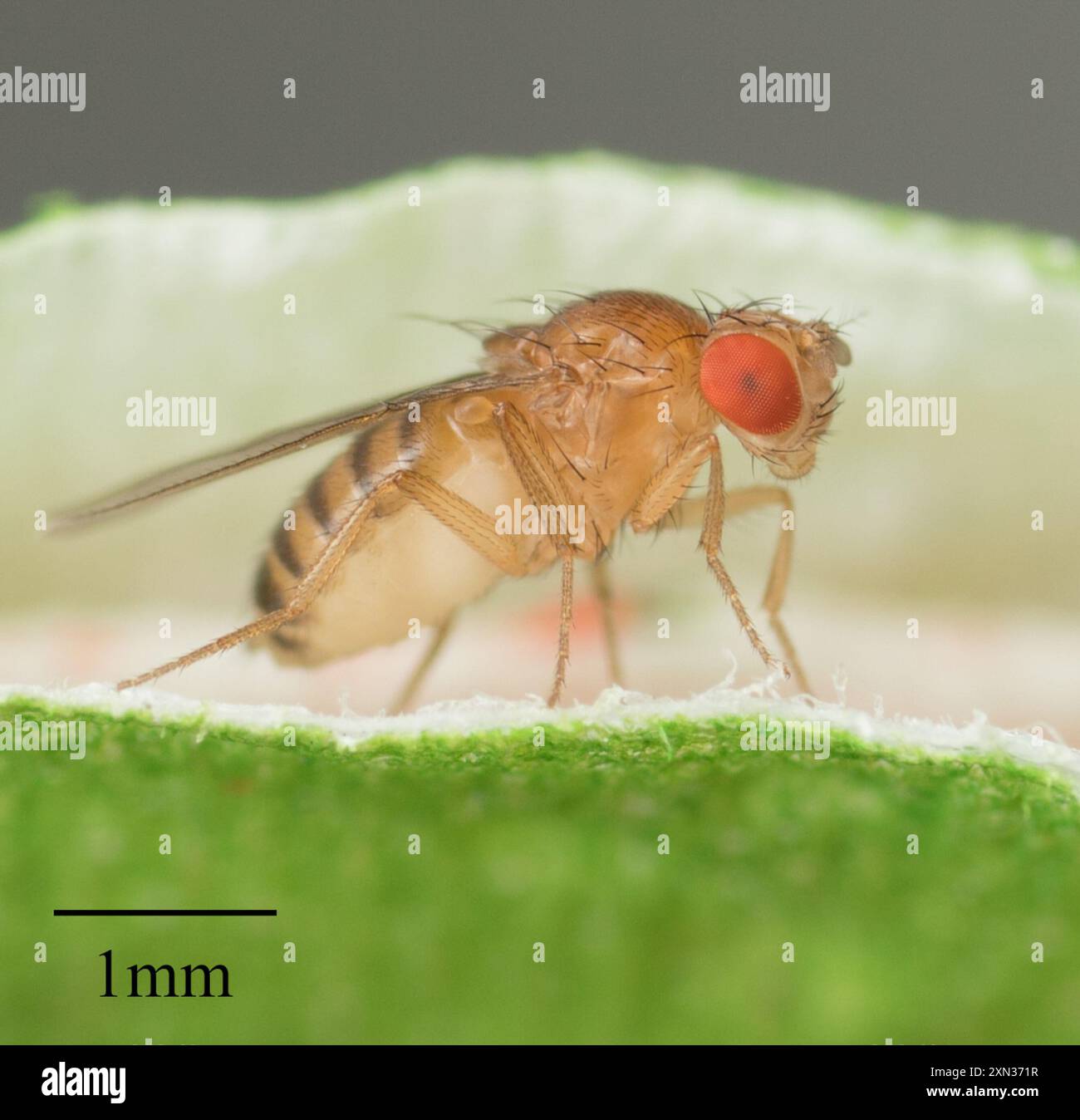 Common Fruit Fly (Drosophila melanogaster) Insecta Stock Photo - Alamy