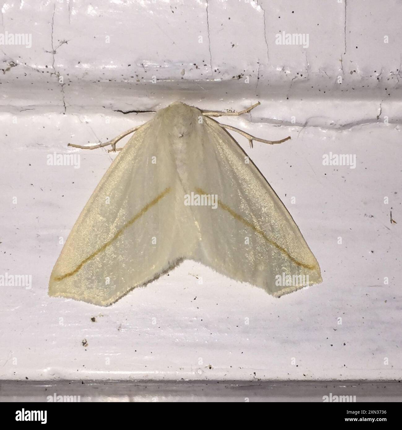 White Slant-line (Tetracis cachexiata) Insecta Stock Photo - Alamy