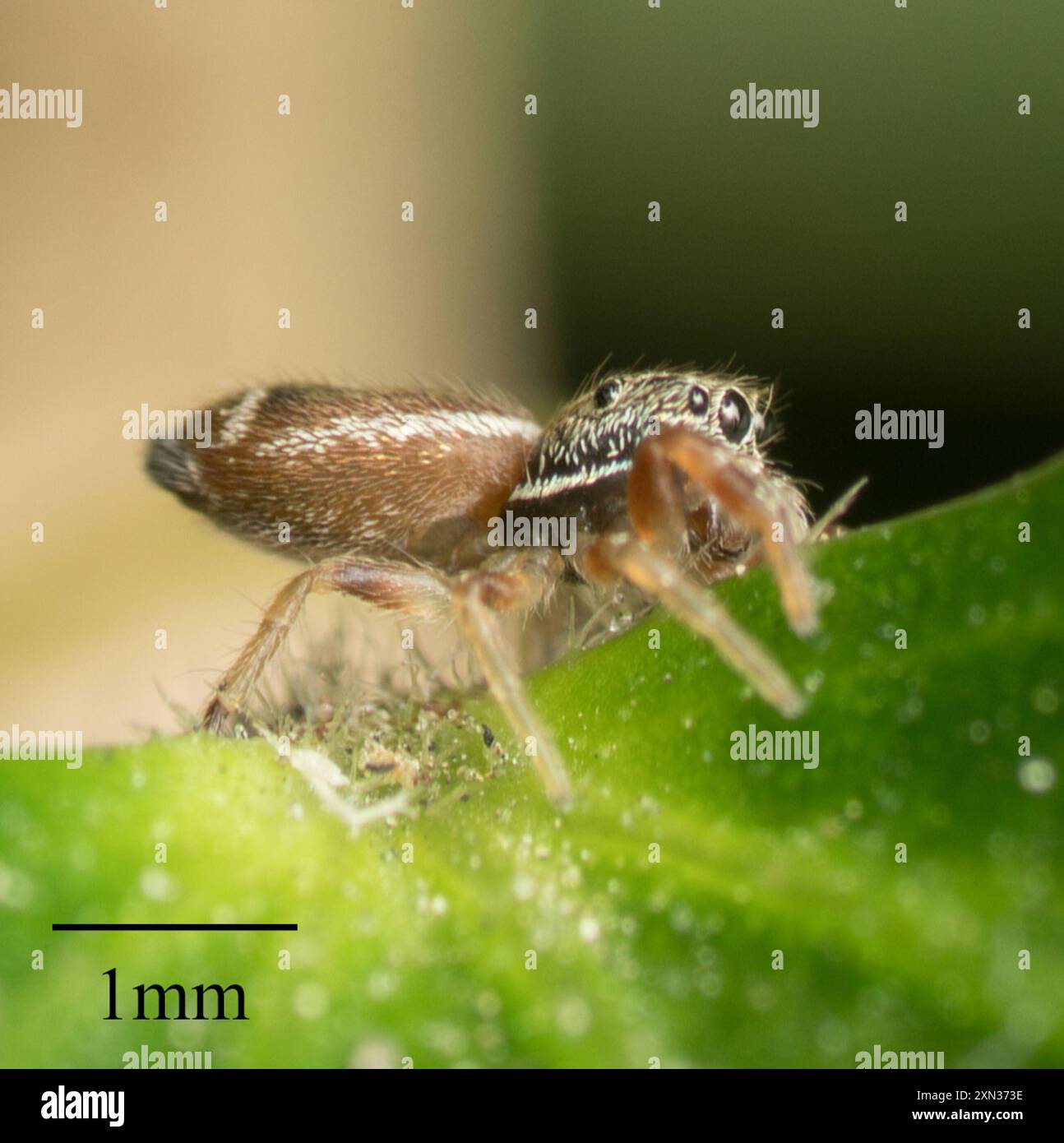 (Sassacus vitis) Arachnida Stock Photo - Alamy