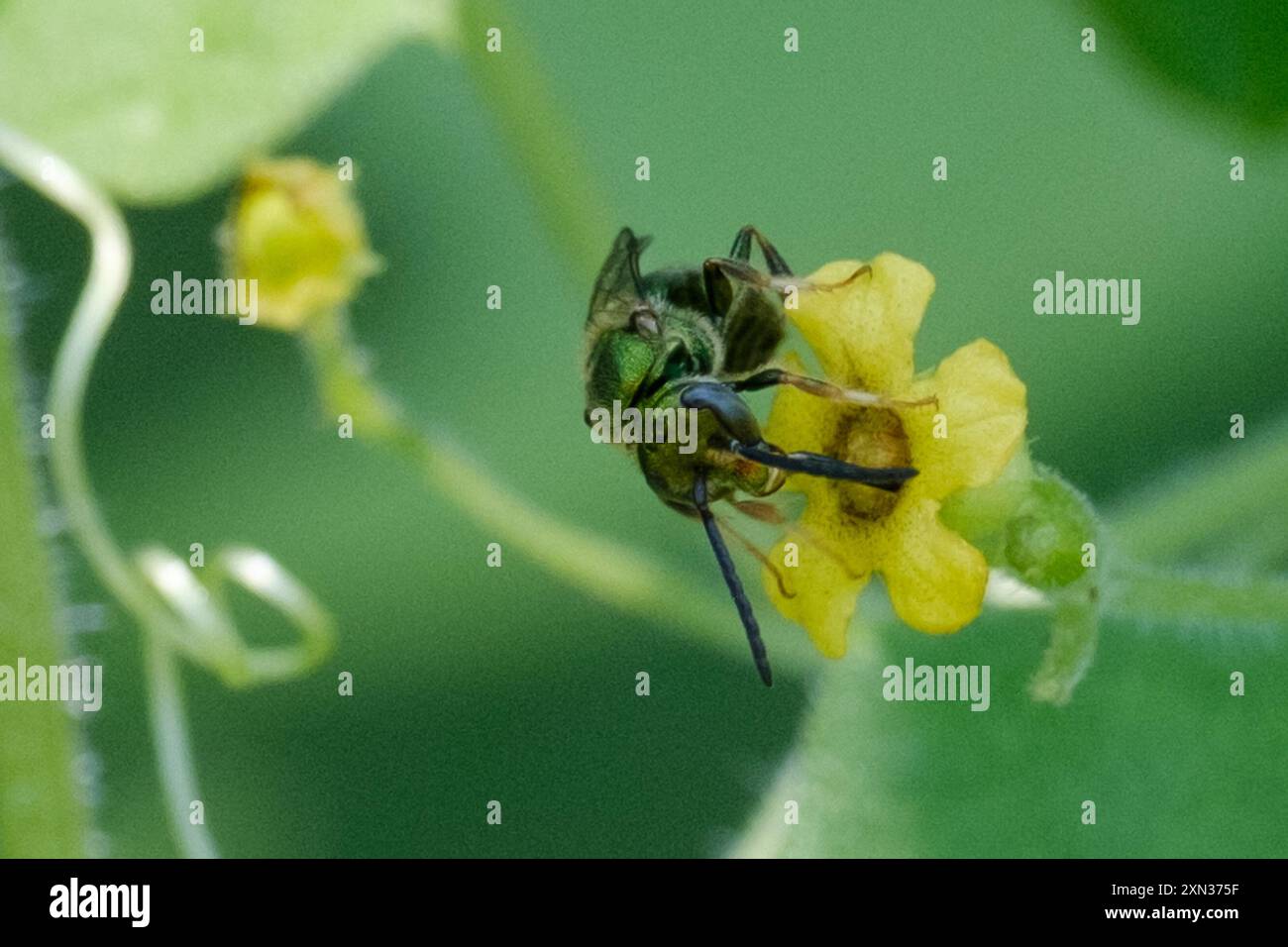 Augochlora pure hi-res stock photography and images - Alamy