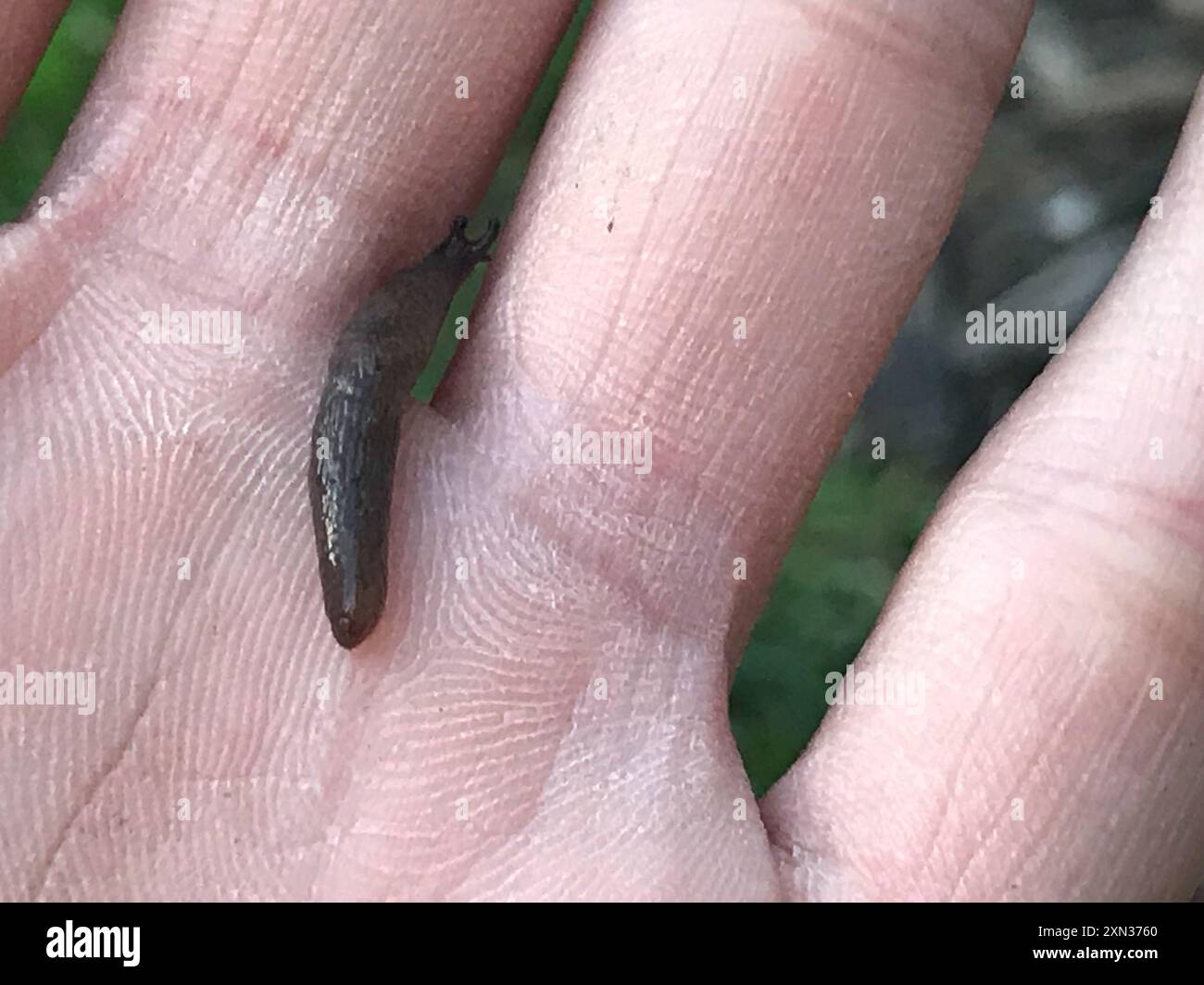 Smooth Land Slugs (Deroceras) Mollusca Stock Photo - Alamy