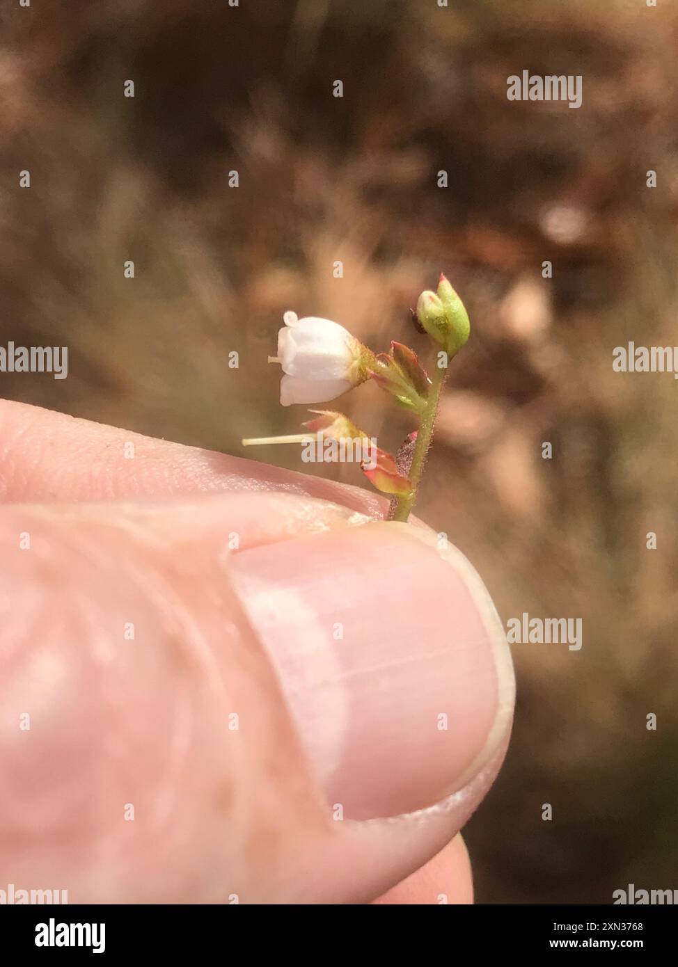 dwarf huckleberry (Gaylussacia dumosa) Plantae Stock Photo - Alamy
