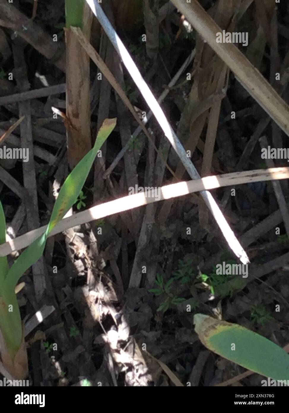 bulblet-bearing water hemlock (Cicuta bulbifera) Plantae Stock Photo ...